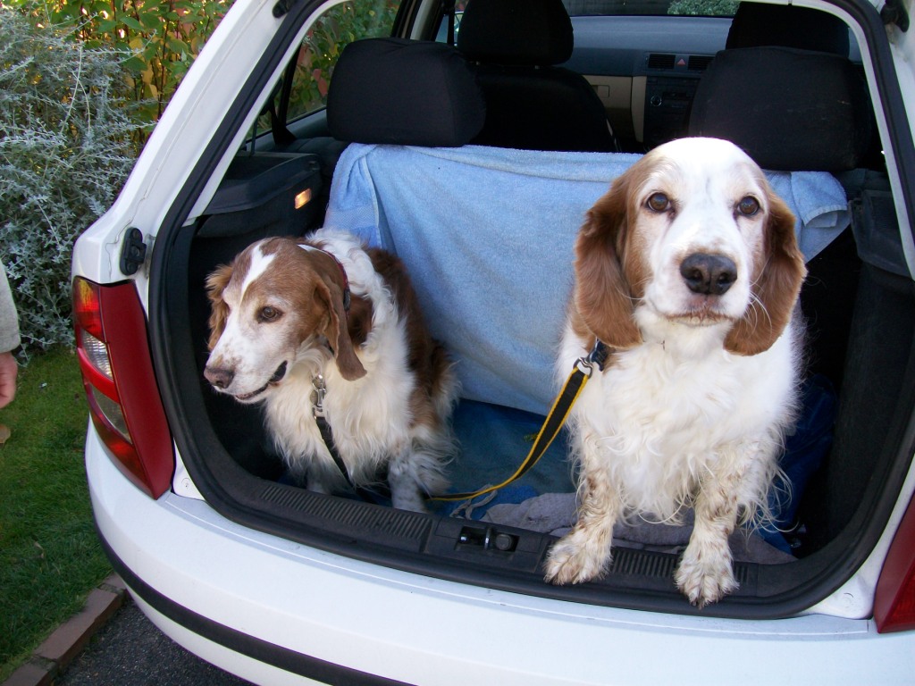 Transporting dogs in the mk3 Octavia hatch - Skoda Octavia Mk3 (2013 ...