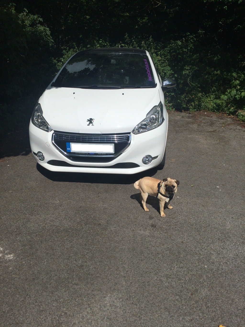 Pug photoshop - Photography and Photoshop - BRISKODA