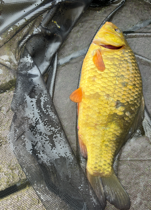 Bolt fell out of waterpump, new cambelt, P0016 crankshaft / camshaft ...